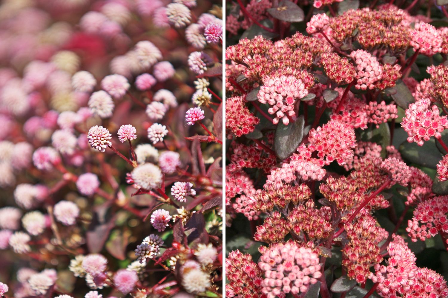 Trvalky, které kvetou i na podzim - Žijte ve své zahradě